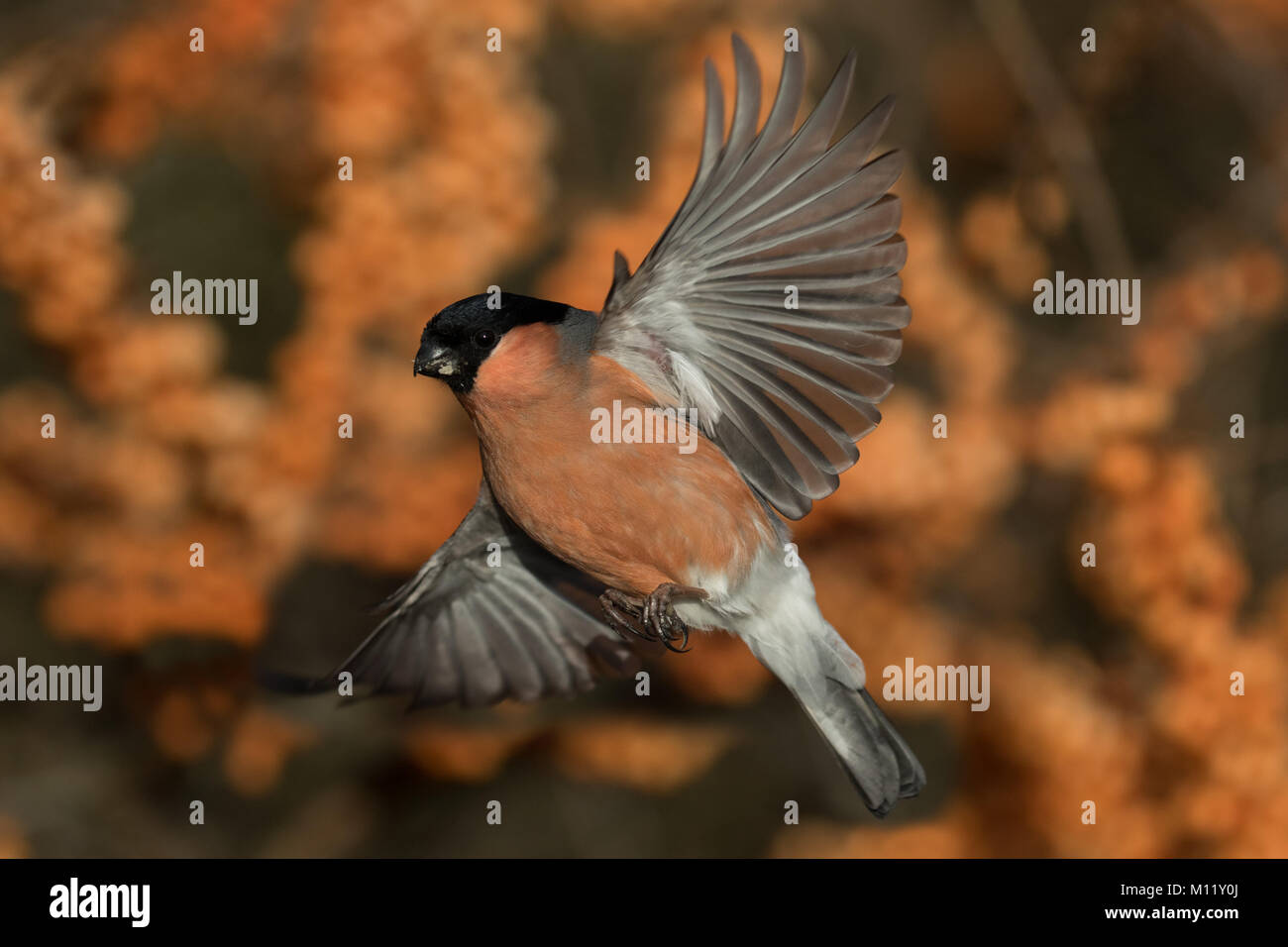 Bullfinch (male) in flight Stock Photo - Alamy