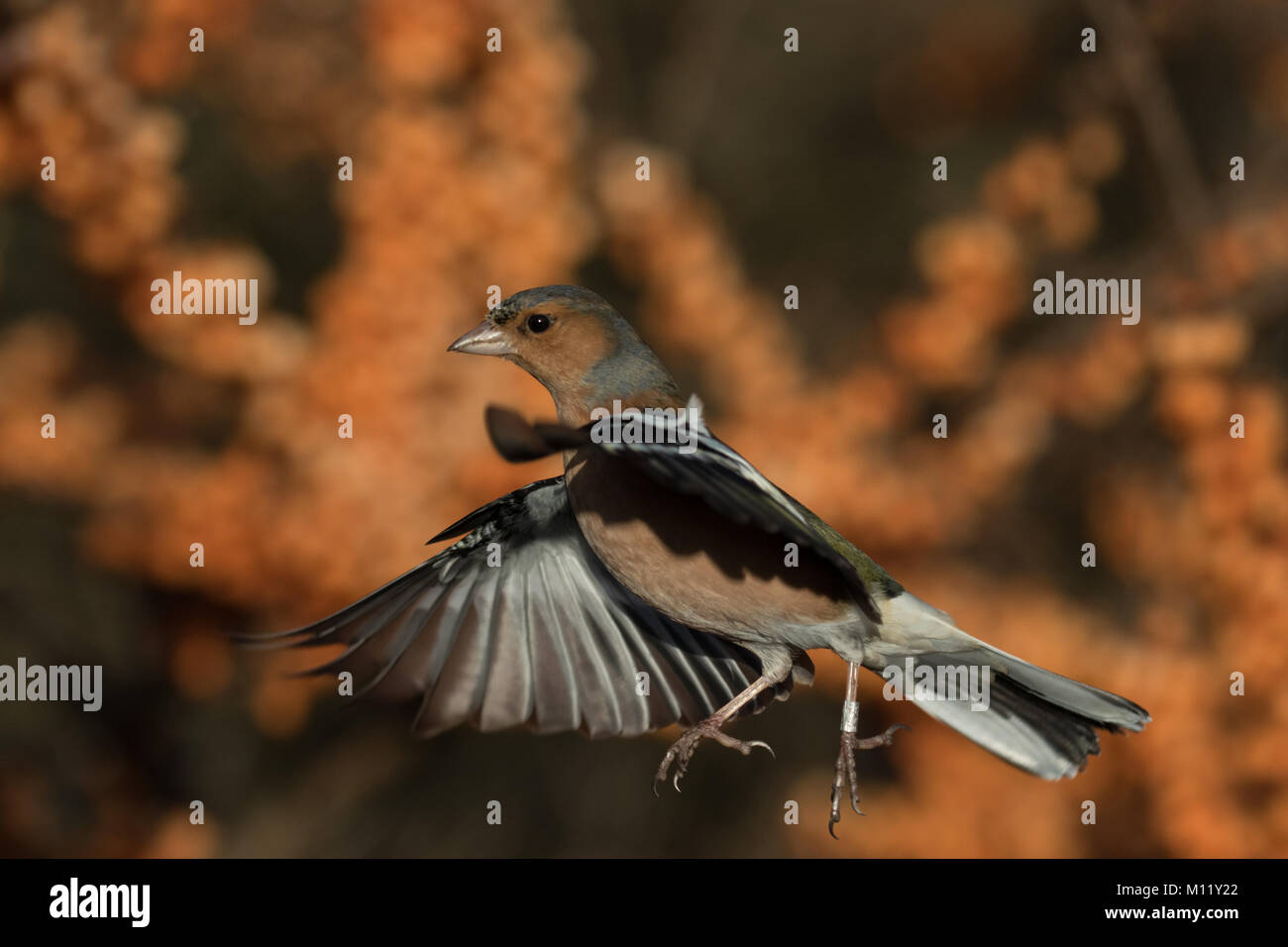 Chaffinch in flight Stock Photo - Alamy