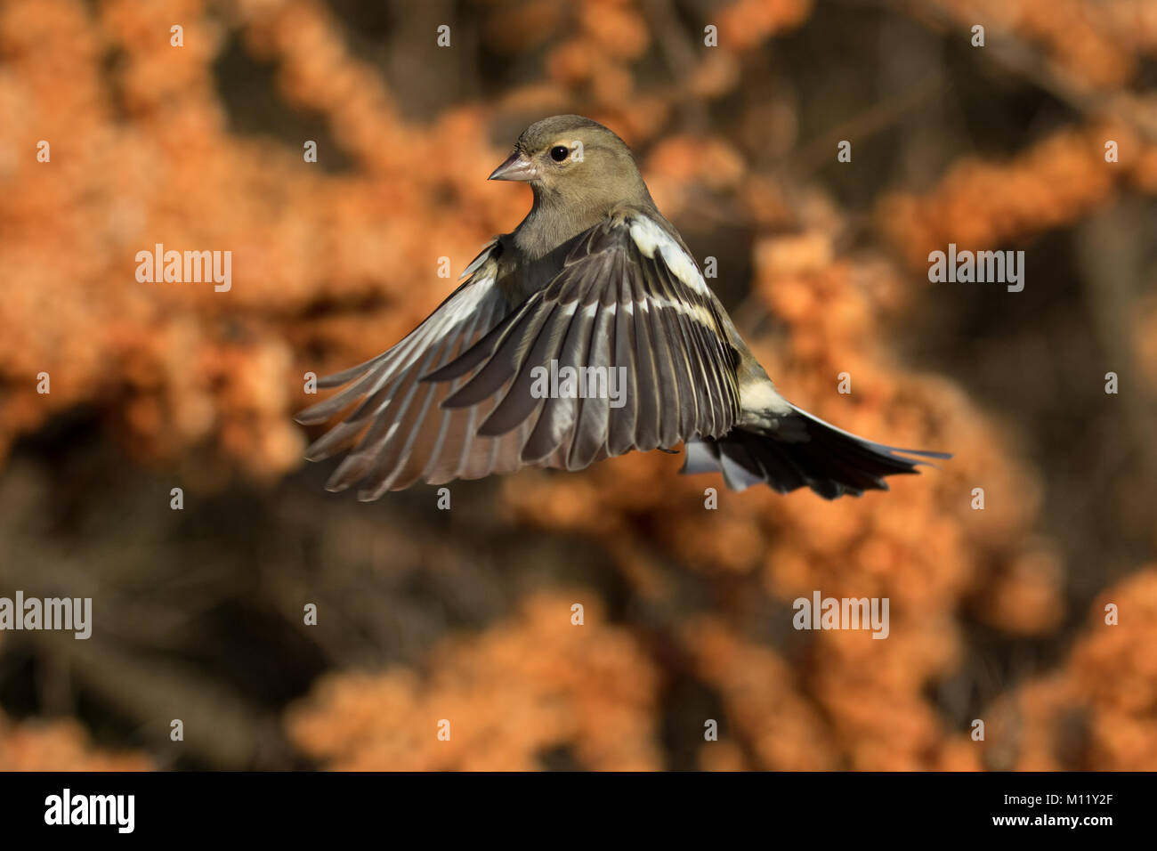 Female Chaffinch In Flight High Resolution Stock Photography and Images ...