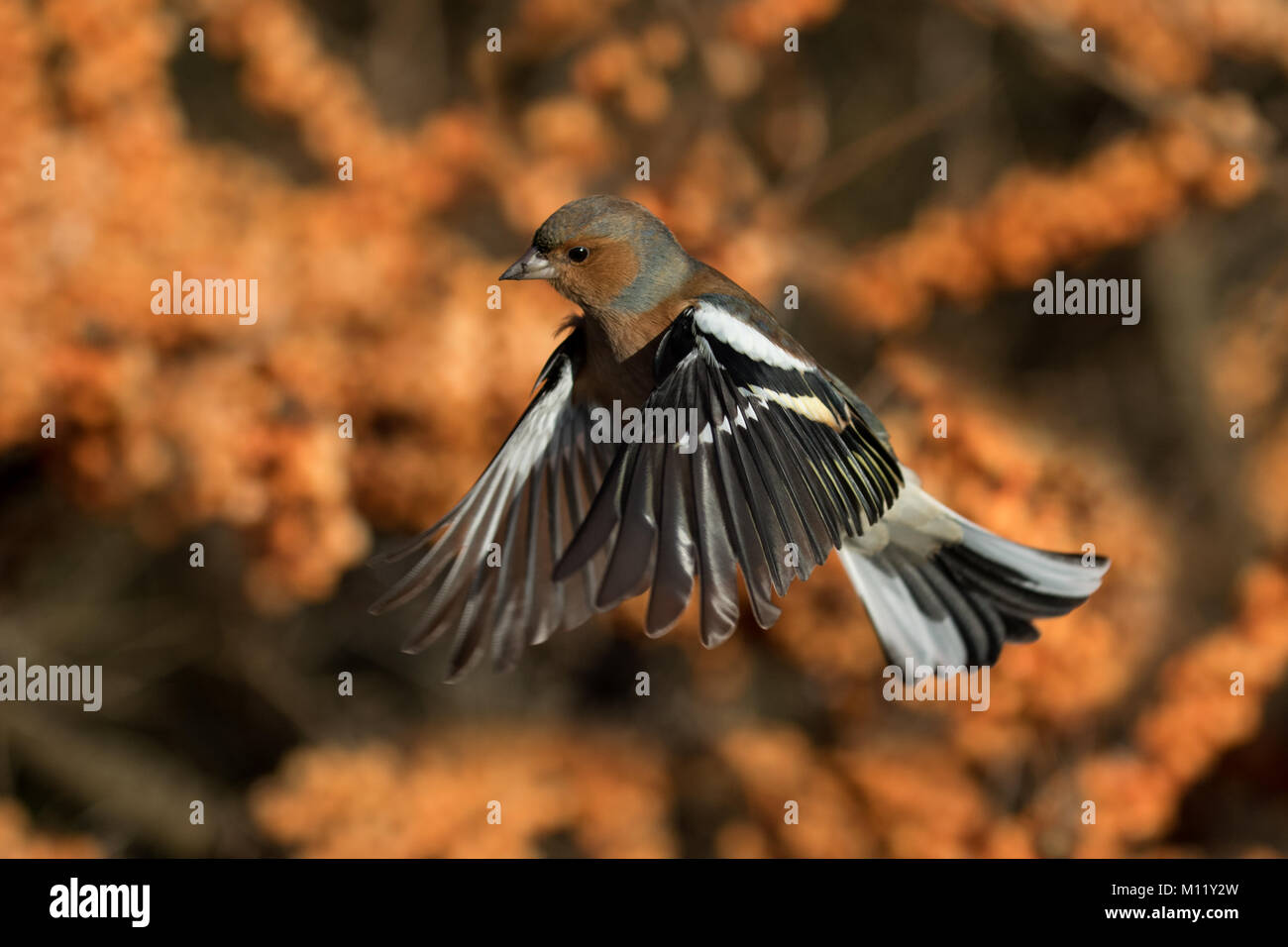 Chaffinch in flight Stock Photo - Alamy