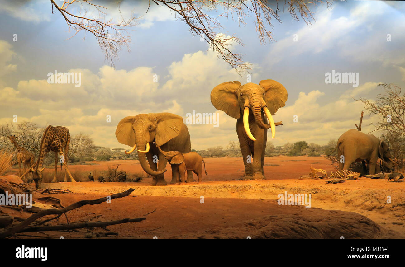 African Elephant Habitat Diorama