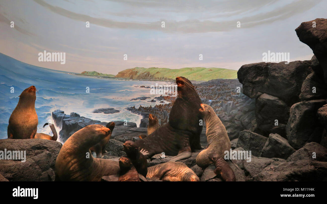 Taxidermy seals hi-res stock photography and images - Alamy
