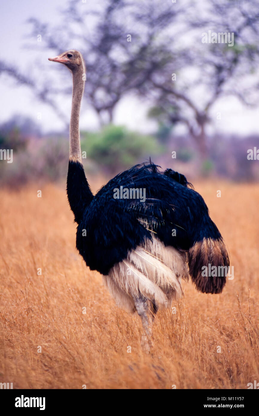 ostrich (Struthio camelus) in kruger national park - south africa Stock ...