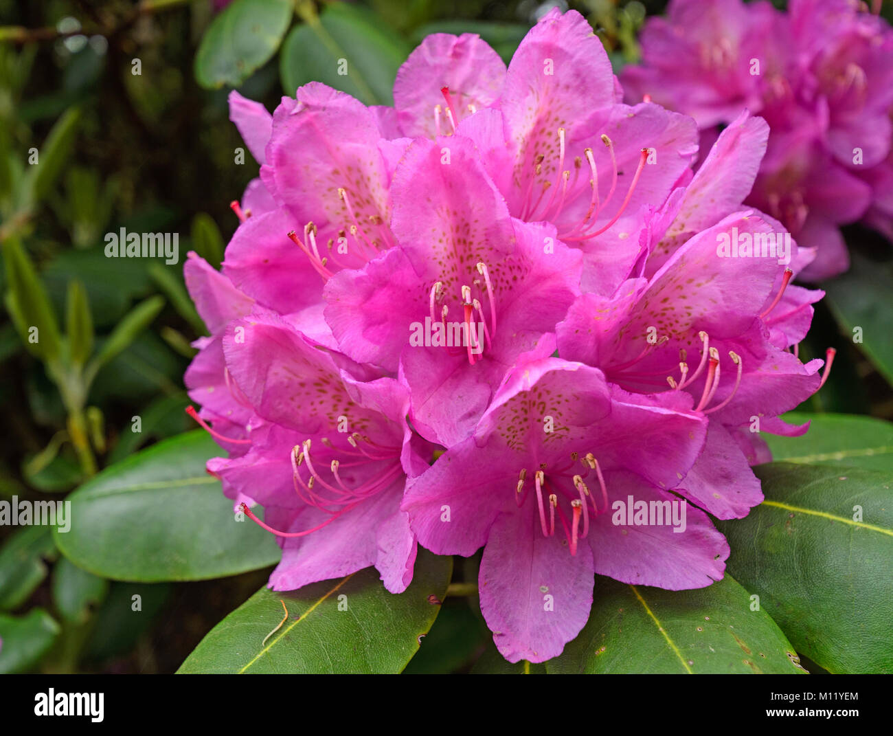 Rhododendron in Spring along the Blue Ridge Parkway in North Carolina ...