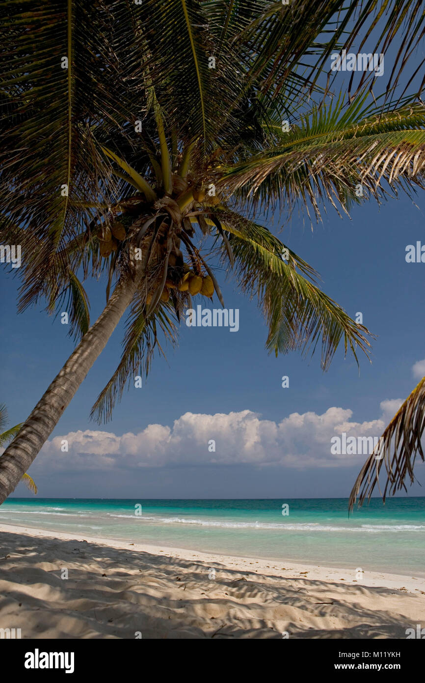Mexico. Yucatan peninsula. Tulum. Palm trees. Tropical Beach Stock ...
