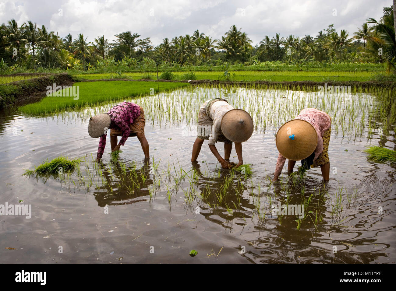 Indonesia. Yogyakarta ( Jokjakarta ). Island Java. Three women in paddy ...