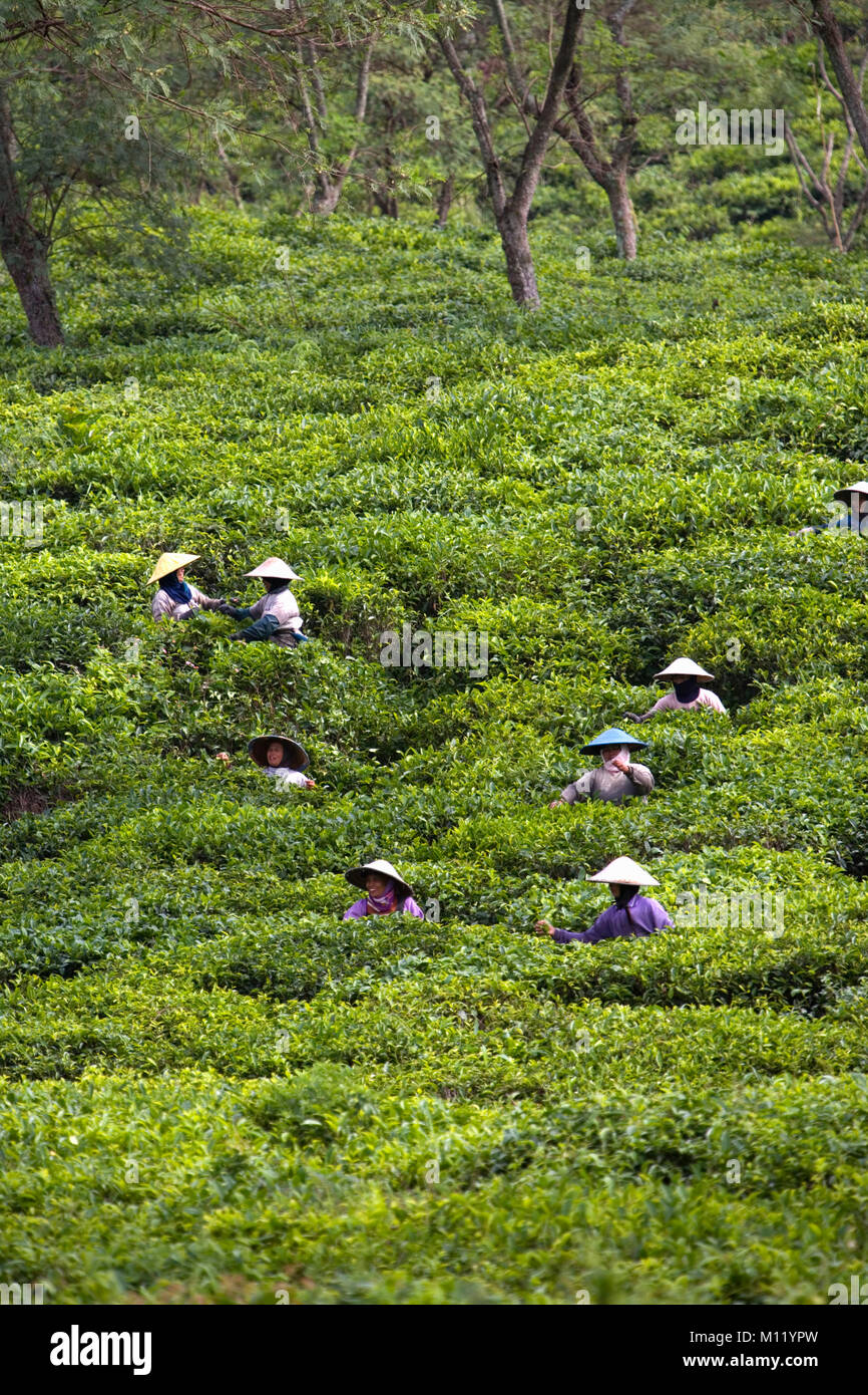 Indonesia. Lawang. Island: Java. Wonosari Tea Estate. Women working on ...