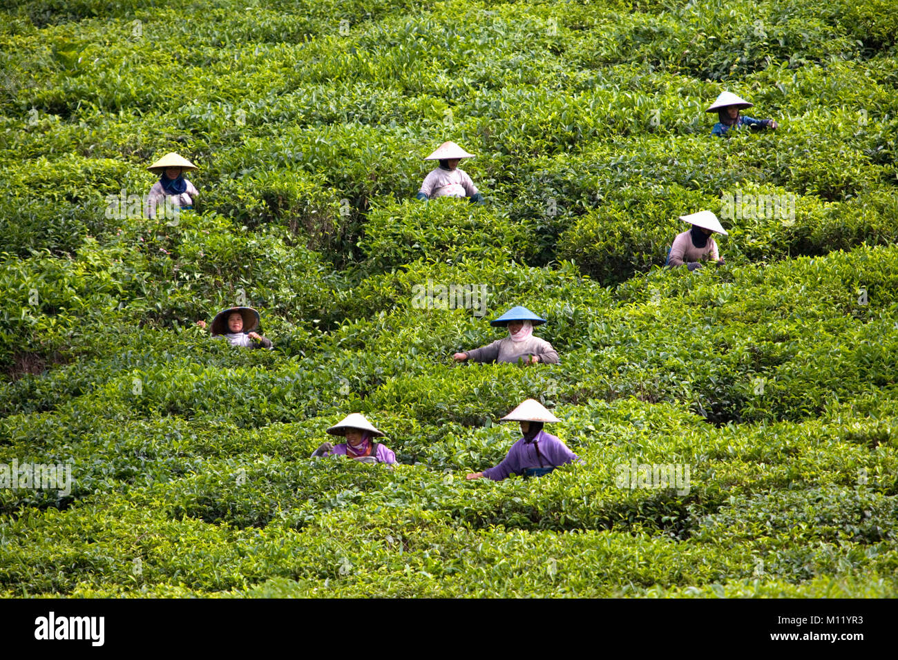 Indonesia. Lawang. Island: Java. Wonosari Tea Estate. Women working on ...