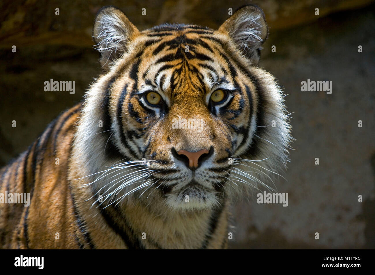 Indonesia. Surabaya zoo. Island Java. Sumatran tiger.(Phantera tigris ...