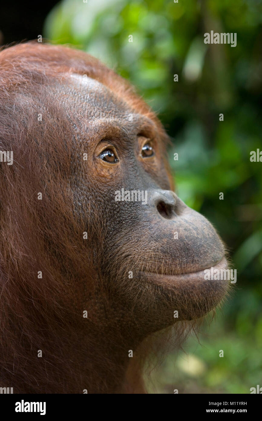 Surabaya zoo indonesia hi-res stock photography and images - Alamy