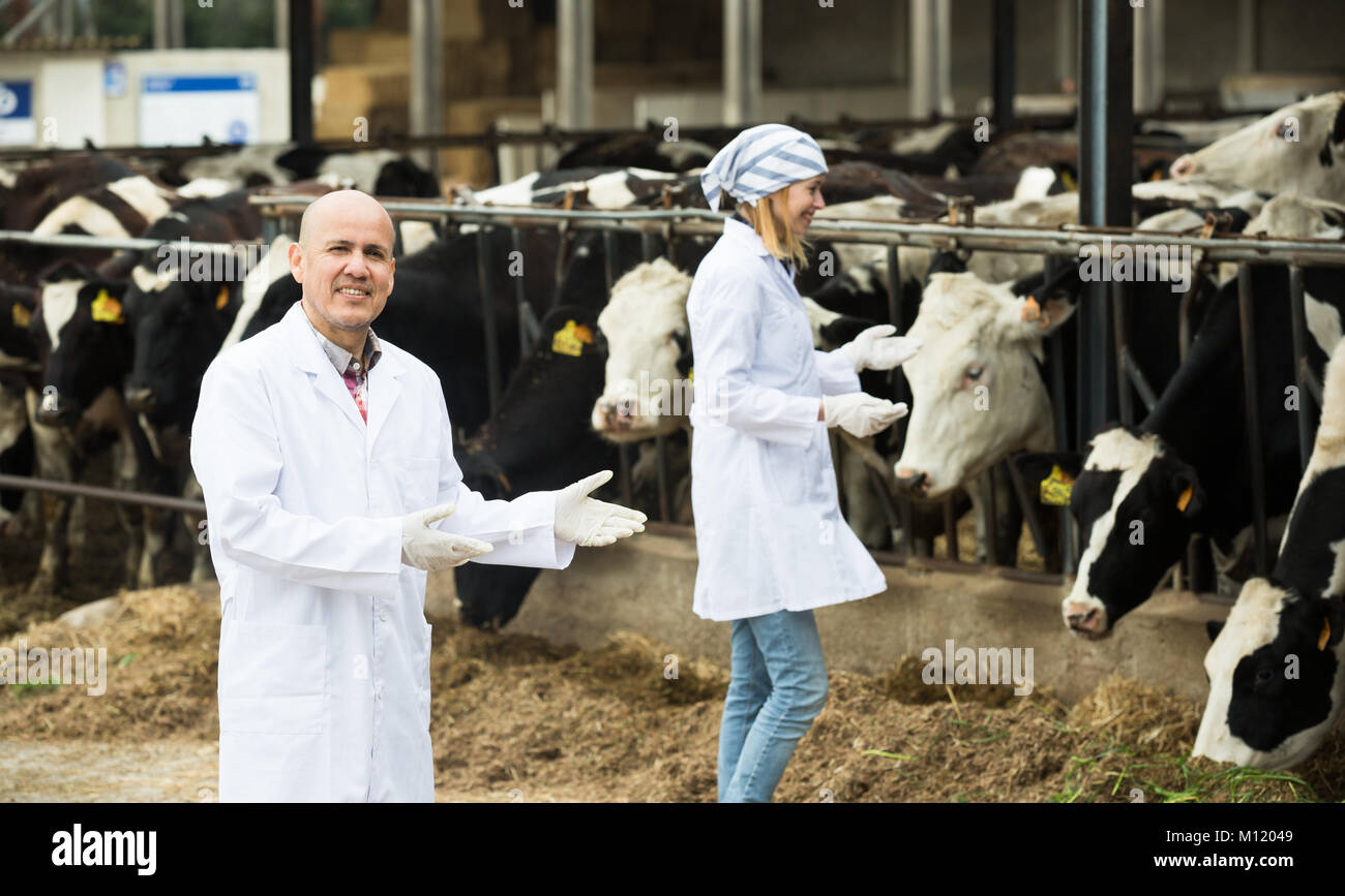 Cattle vets hi-res stock photography and images - Alamy