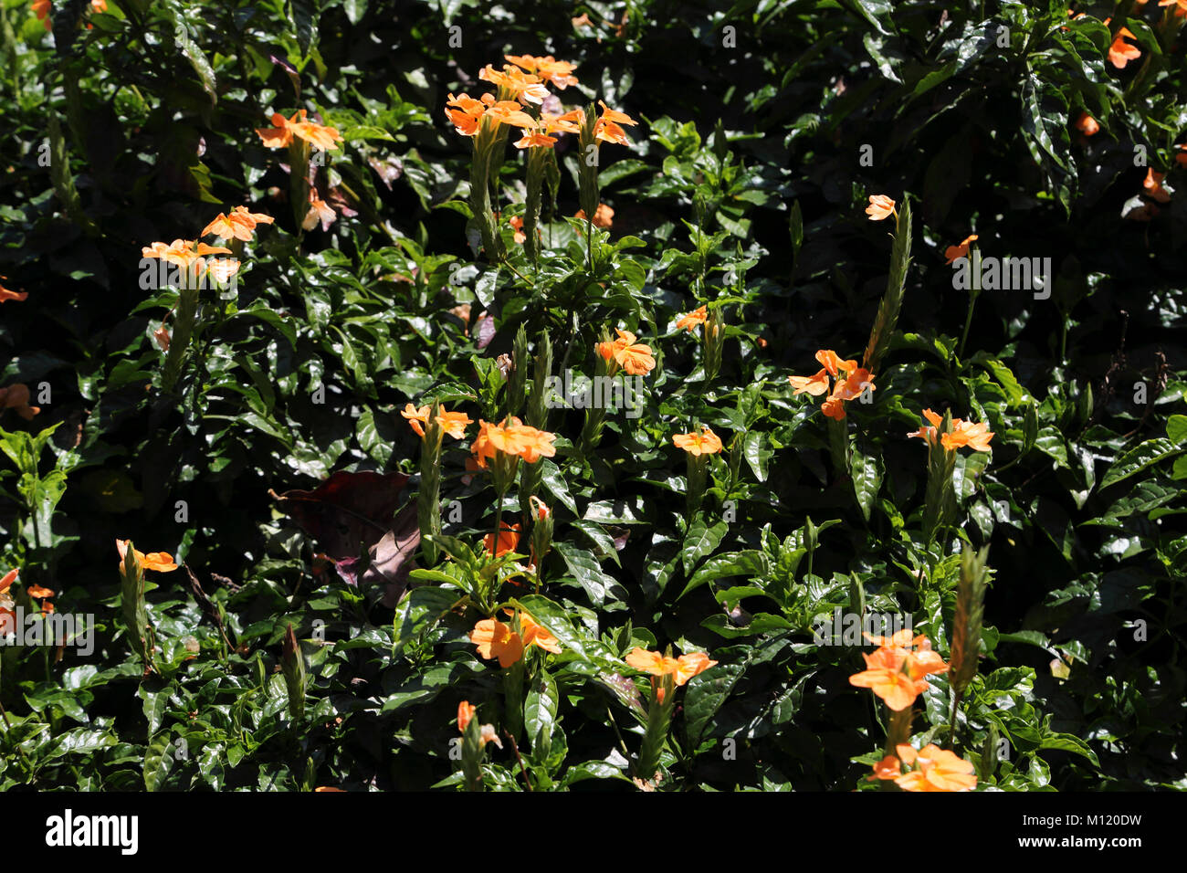 Peradeniya Kandy Central Province Sri Lanka Peradeniya Royal Botanical ...