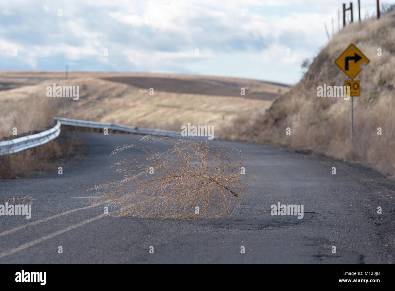 Tumbleweed on the Rieth Road in rural Eastern Oregon Stock Photo - Alamy
