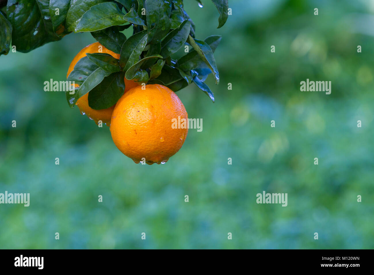 Oranges in the tree Stock Photo - Alamy
