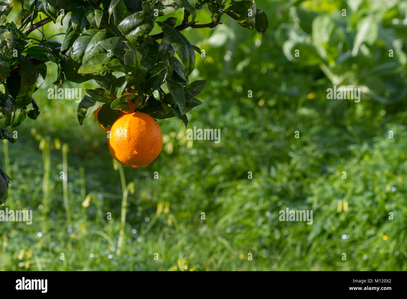 Oranges in the tree Stock Photo - Alamy