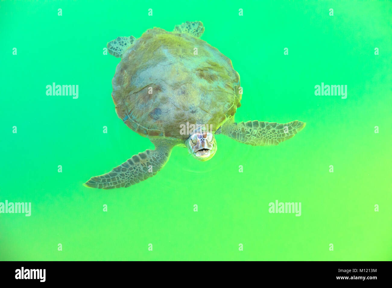 Green Sea Turtle Stock Photo - Alamy