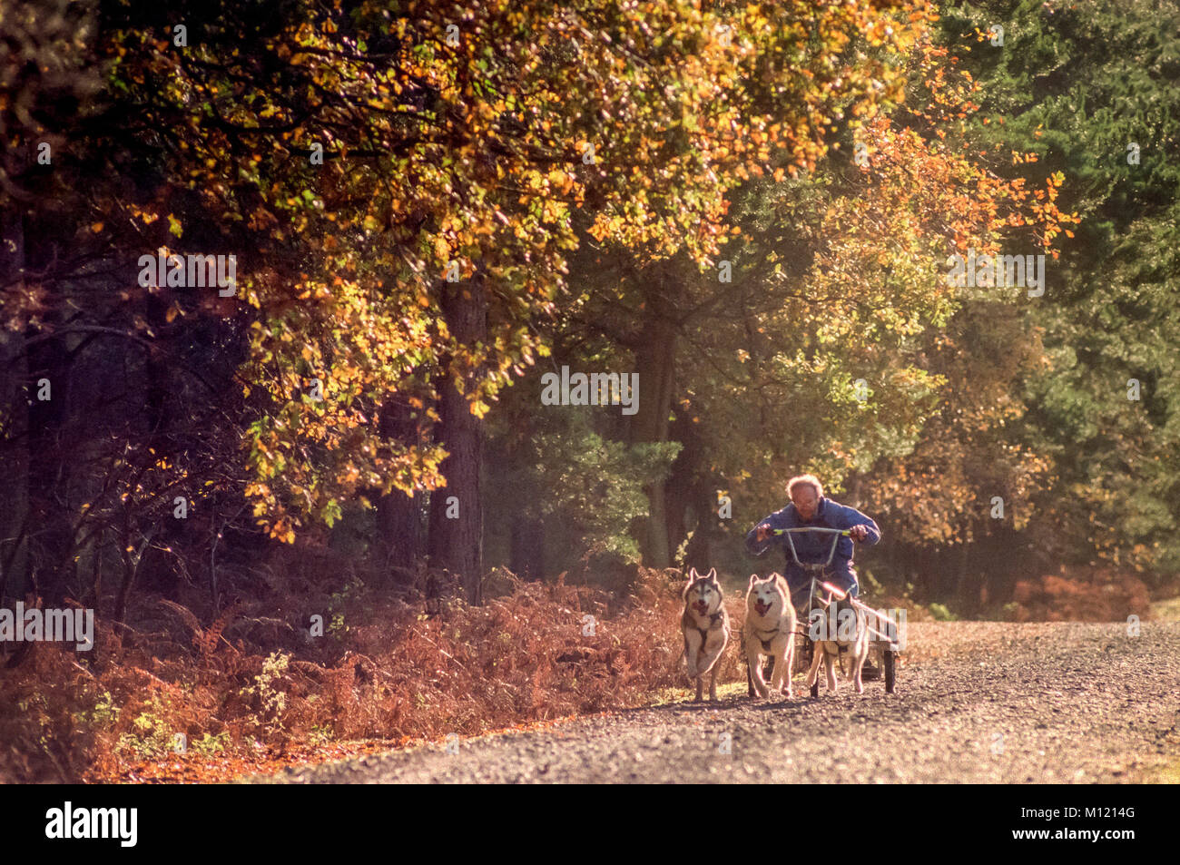John Mandrake and his husky dogs Stock Photo - Alamy