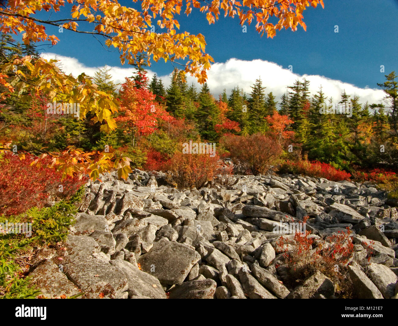 Dolly Sods decked out in autumn colors West Virginia Stock Photo - Alamy