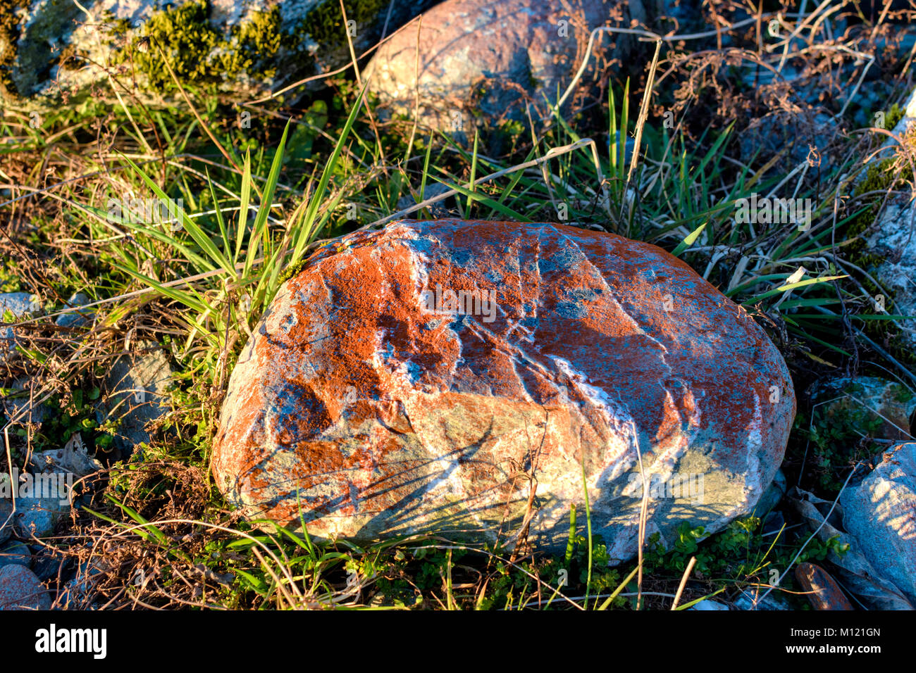 Rocks with algae Stock Photo - Alamy