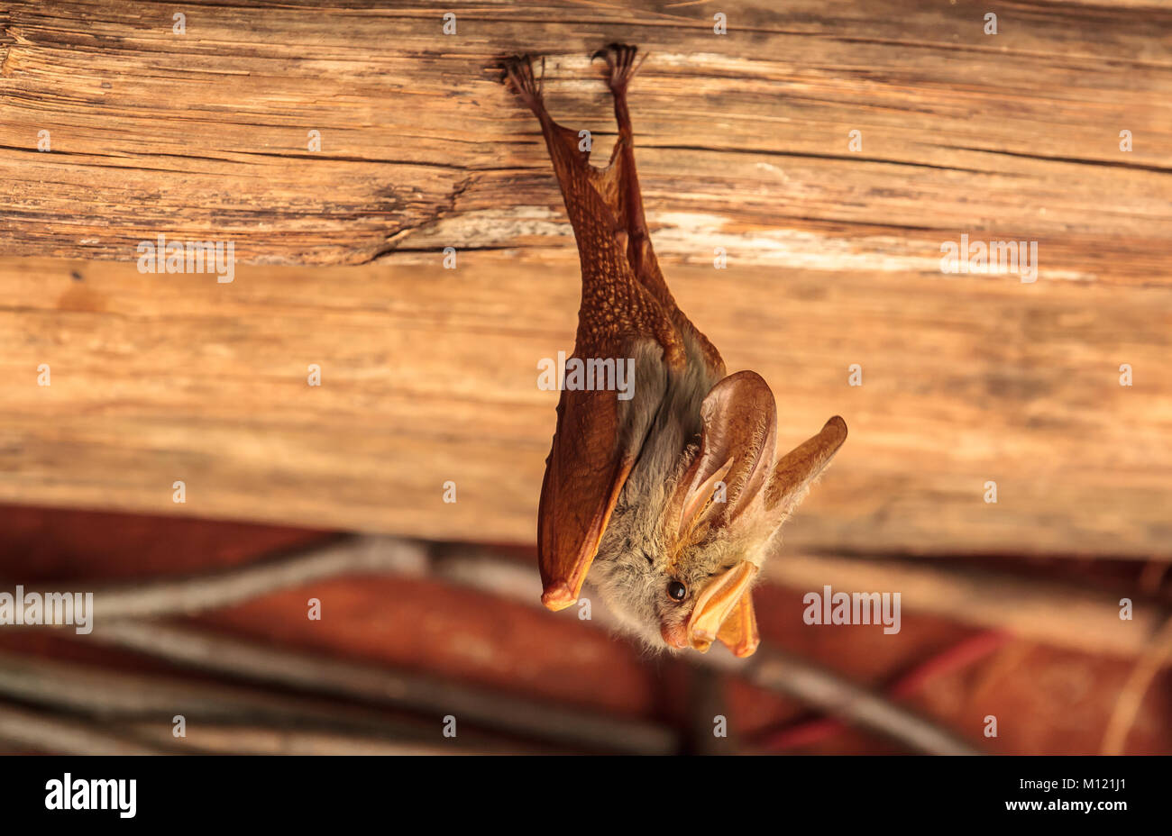 The yellow-winged bat is one of five species of false vampire bat from ...