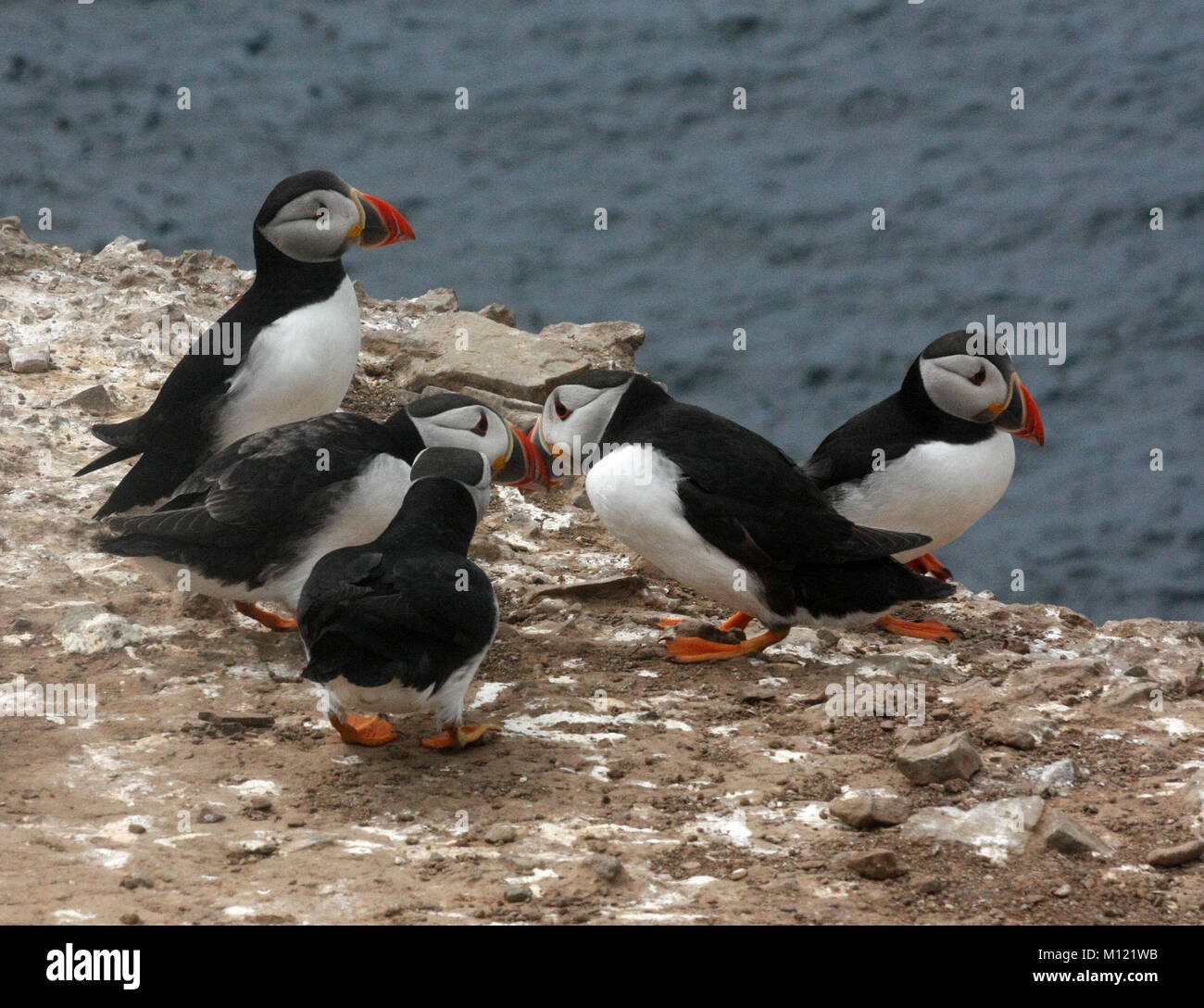 Puffins on Skomer Island, Pembrokeshire, Wales Stock Photo - Alamy Puffins on Skomer Island, Pembrokeshire, Wales Stock Photo - Alamy