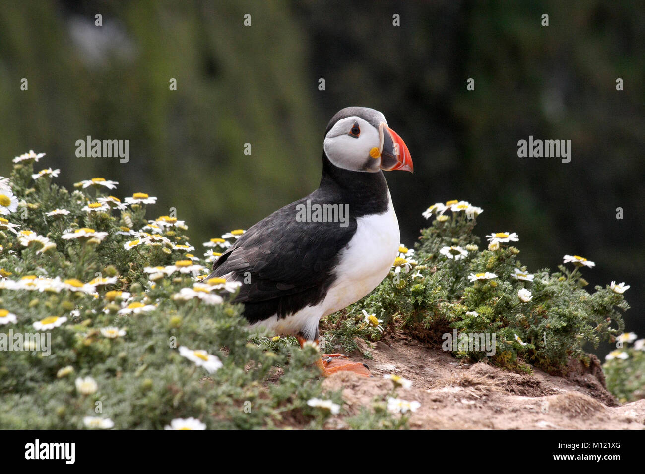 Puffin skomer island hi-res stock photography and images - Alamy