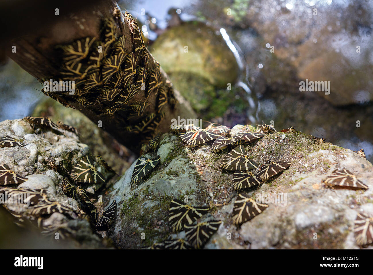 Mediterranean insects hi-res stock photography and images - Alamy