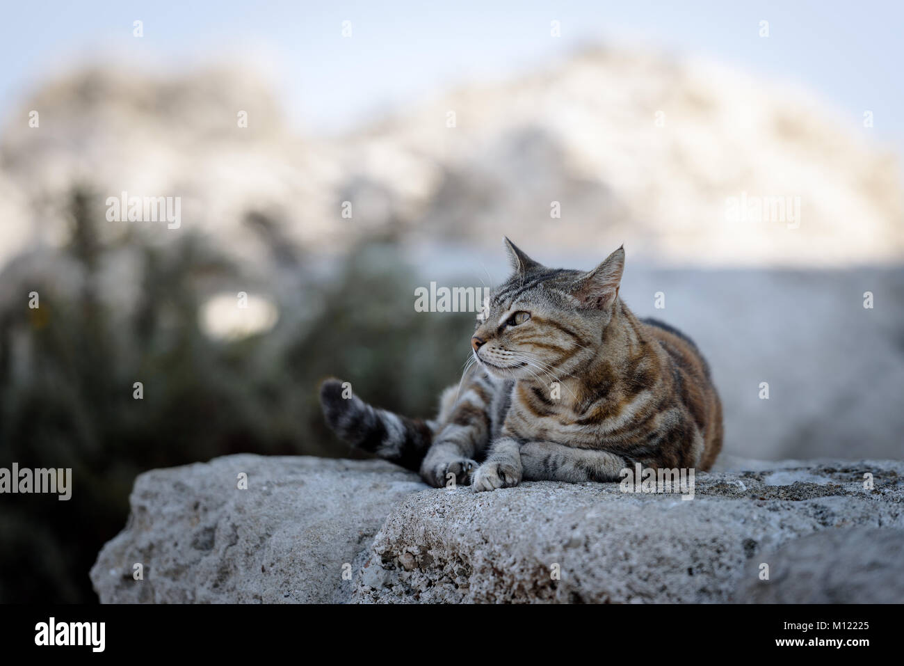 Rhodes animal hi-res stock photography and images - Alamy