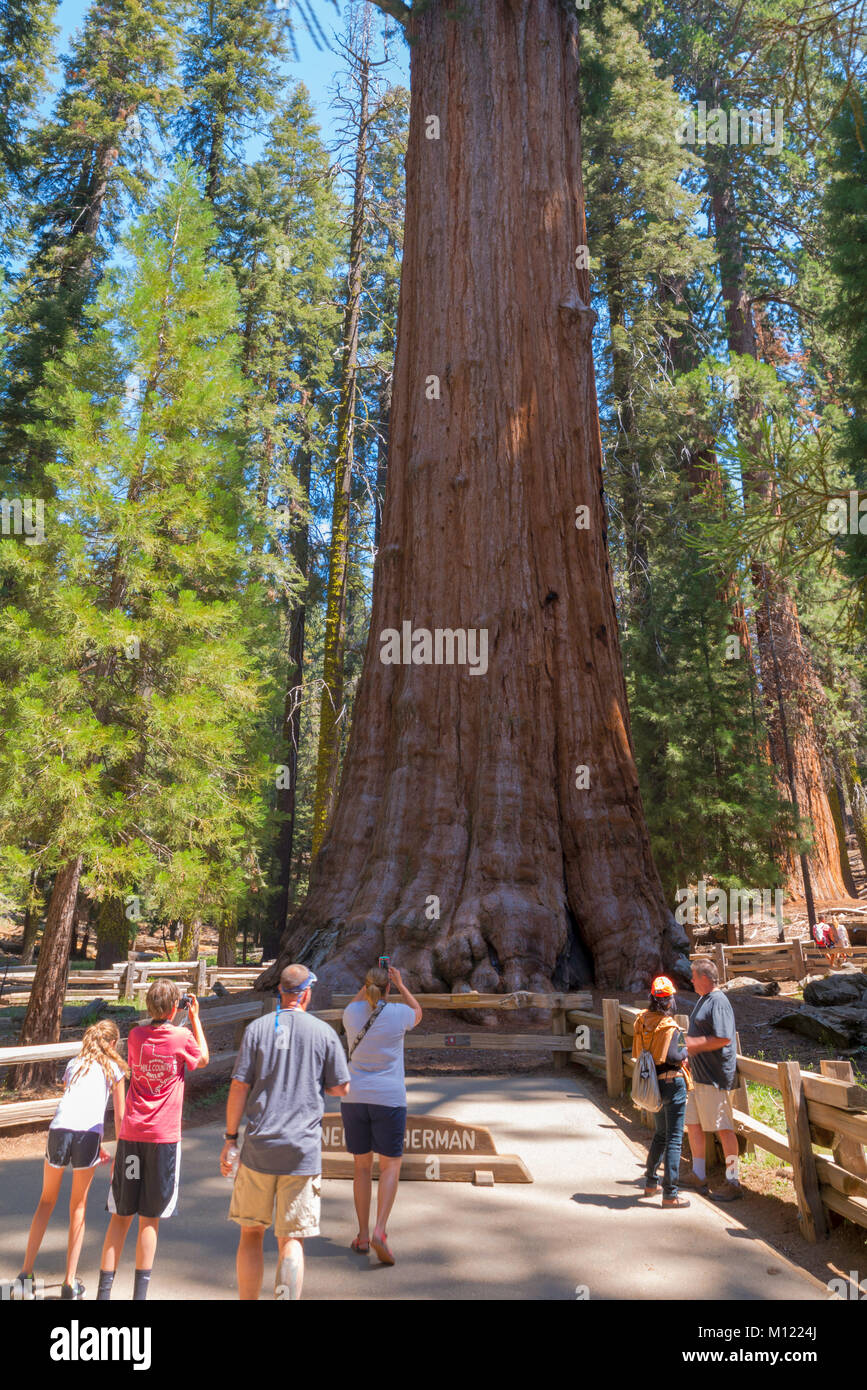 View of the General Sherman Seuqoia tree, Sequoia National Park ...