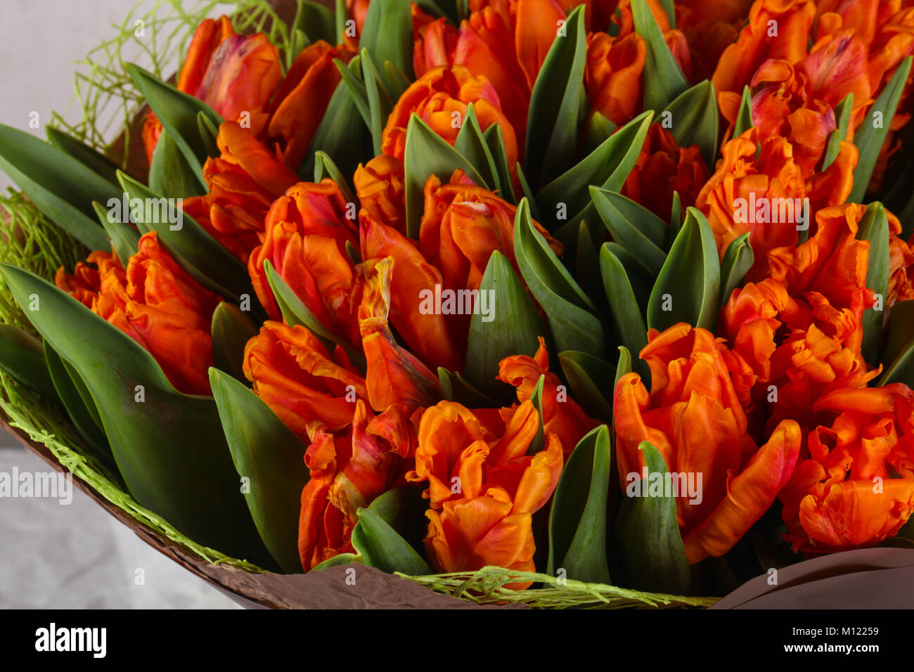 Orange tulips bouquet - young spring flowers Stock Photo - Alamy