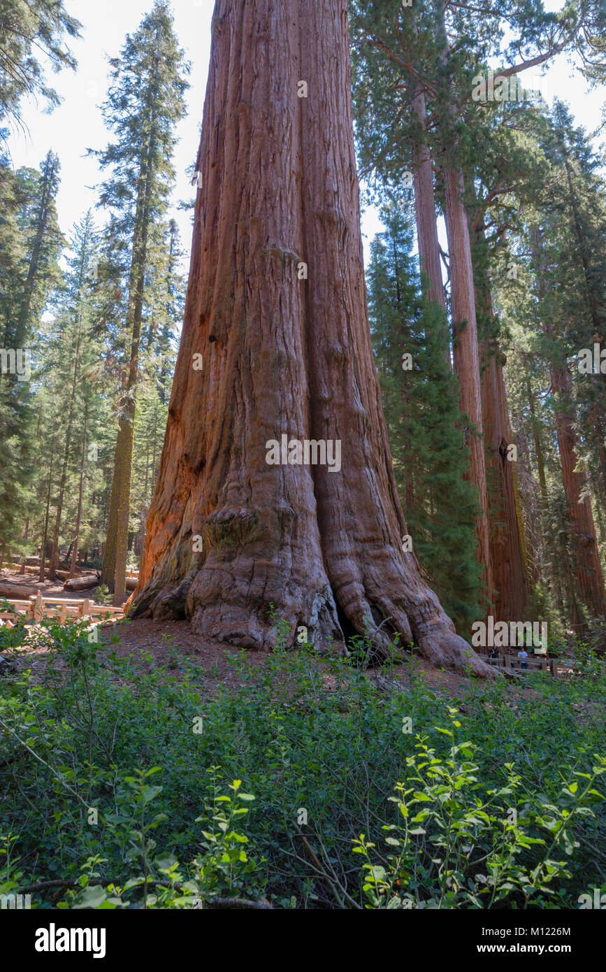 Side view of the General Sherman Seuqoia tree, Sequoia National Park ...