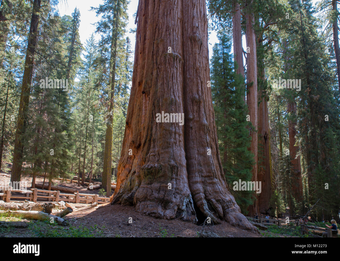 Side view of the General Sherman Seuqoia tree, Sequoia National Park ...