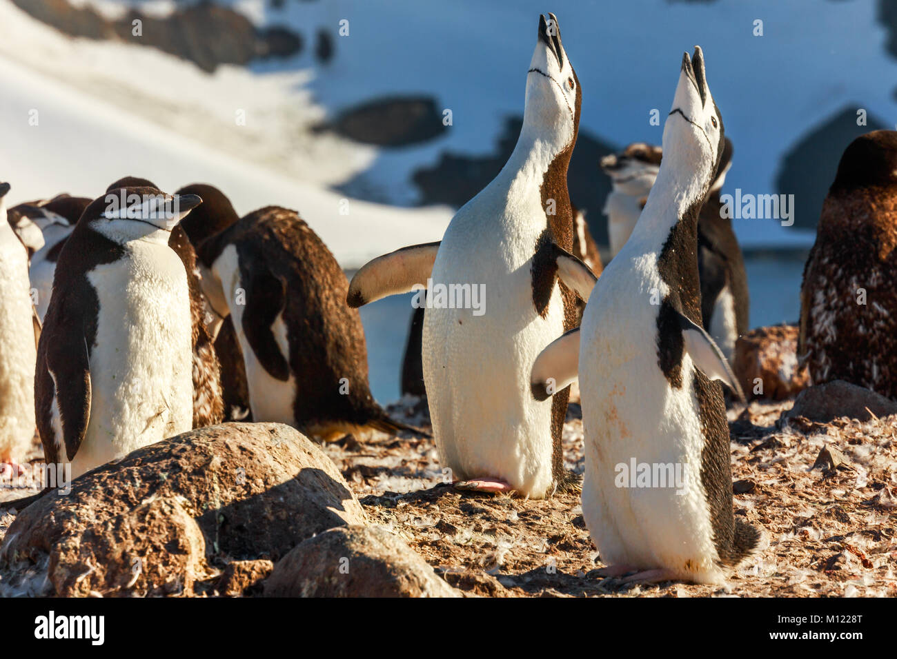 Penguins singing hi-res stock photography and images - Alamy