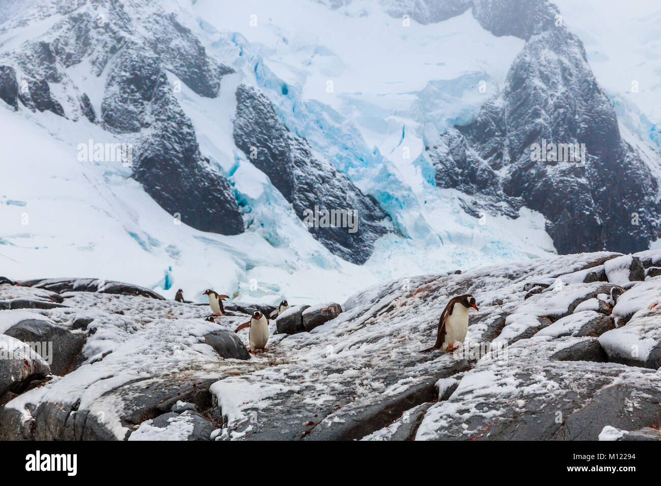 Charcot island hi-res stock photography and images - Alamy