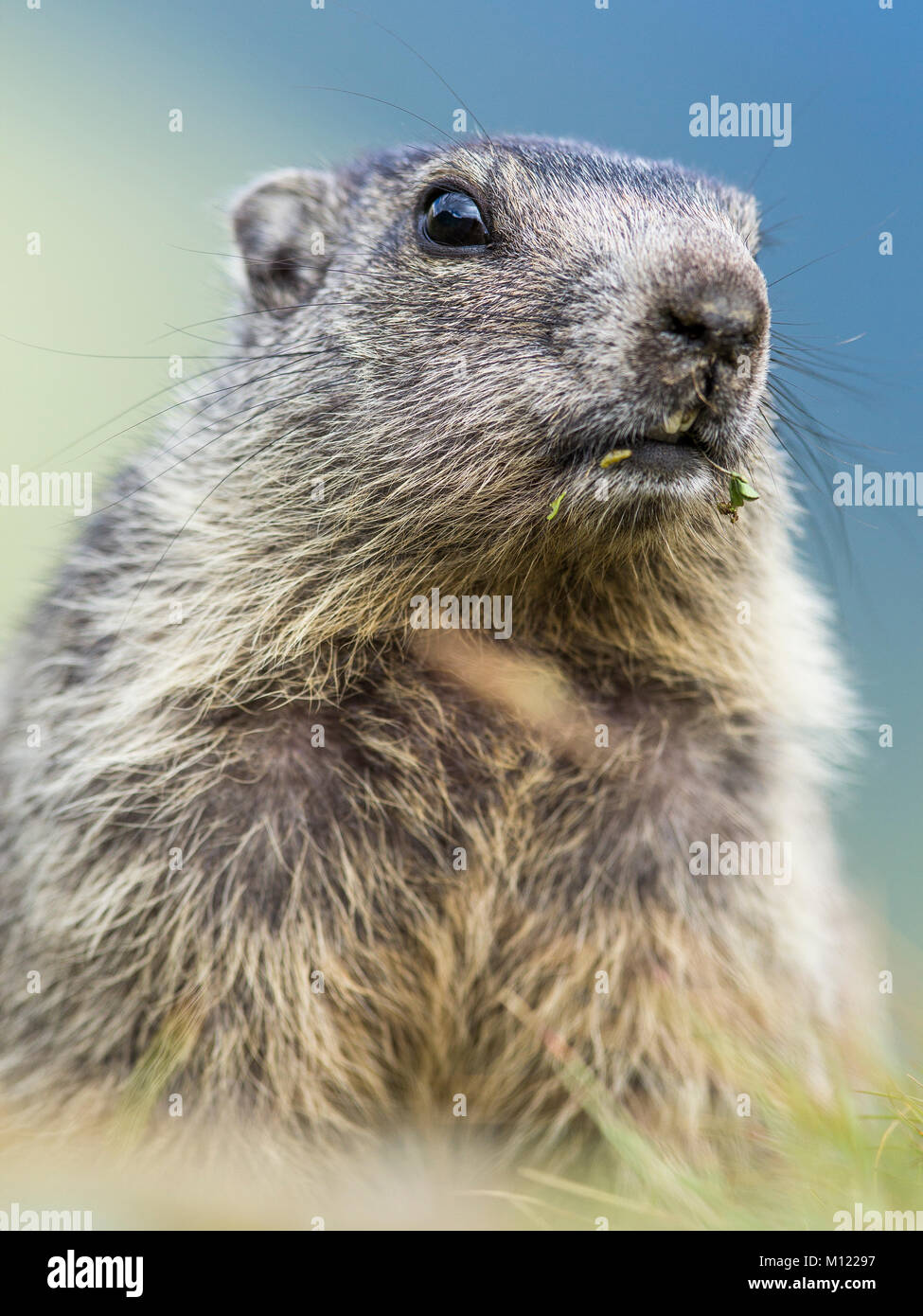 Marmot (Marmota),young animal,portrait,Großglockner,Carinthia,Austria ...