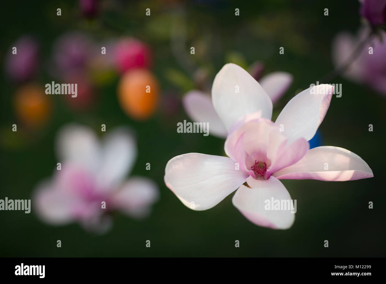 Magnolia flower bloom hi-res stock photography and images - Alamy