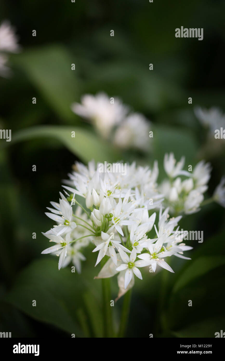 Flowering wild garlic Stock Photo - Alamy