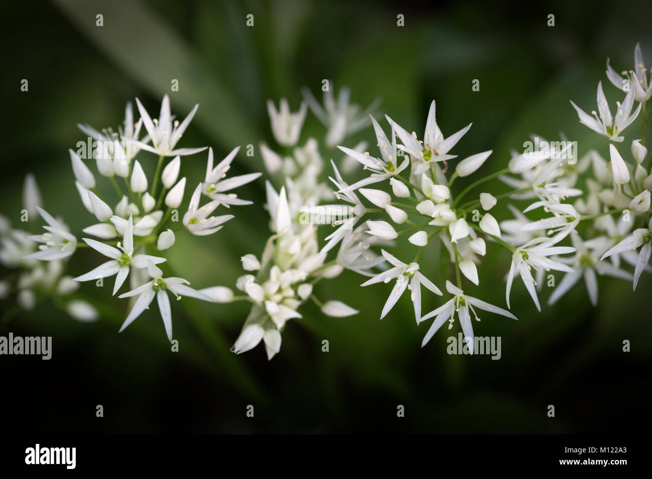 Flowering wild garlic Stock Photo - Alamy