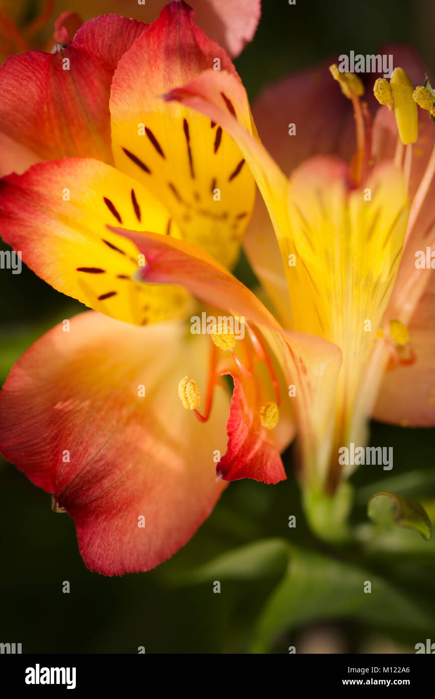 Alstroemeria Lily in full bloom Stock Photo - Alamy