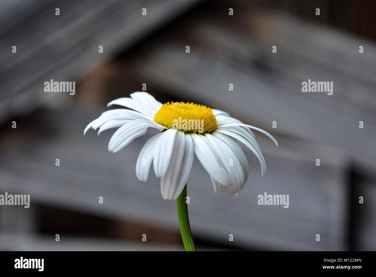 Margerite hi-res stock photography and images - Alamy