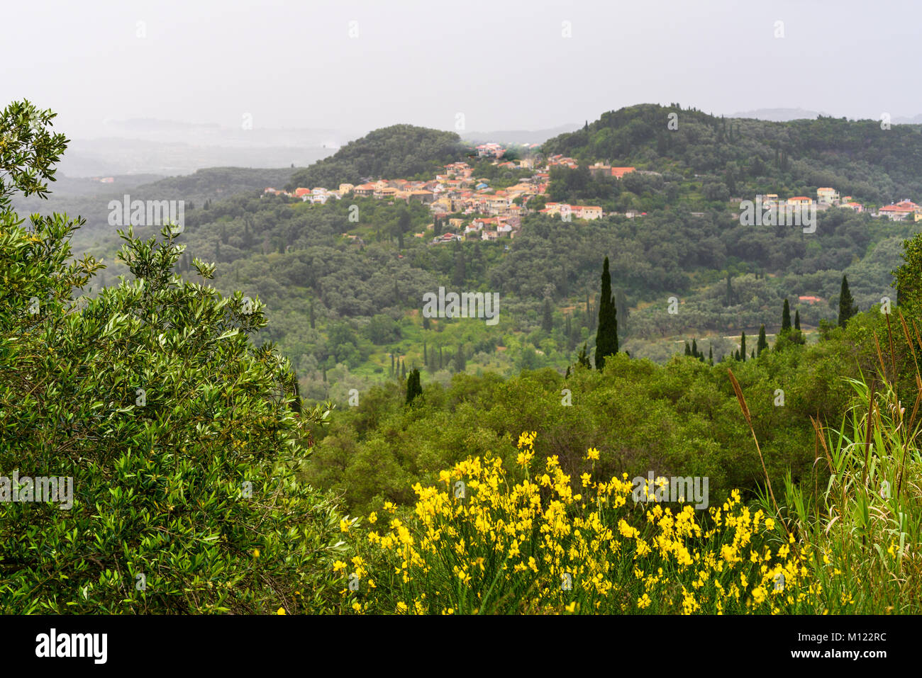 Corfu, also know as Green Island, covered with wild olive trees and ...
