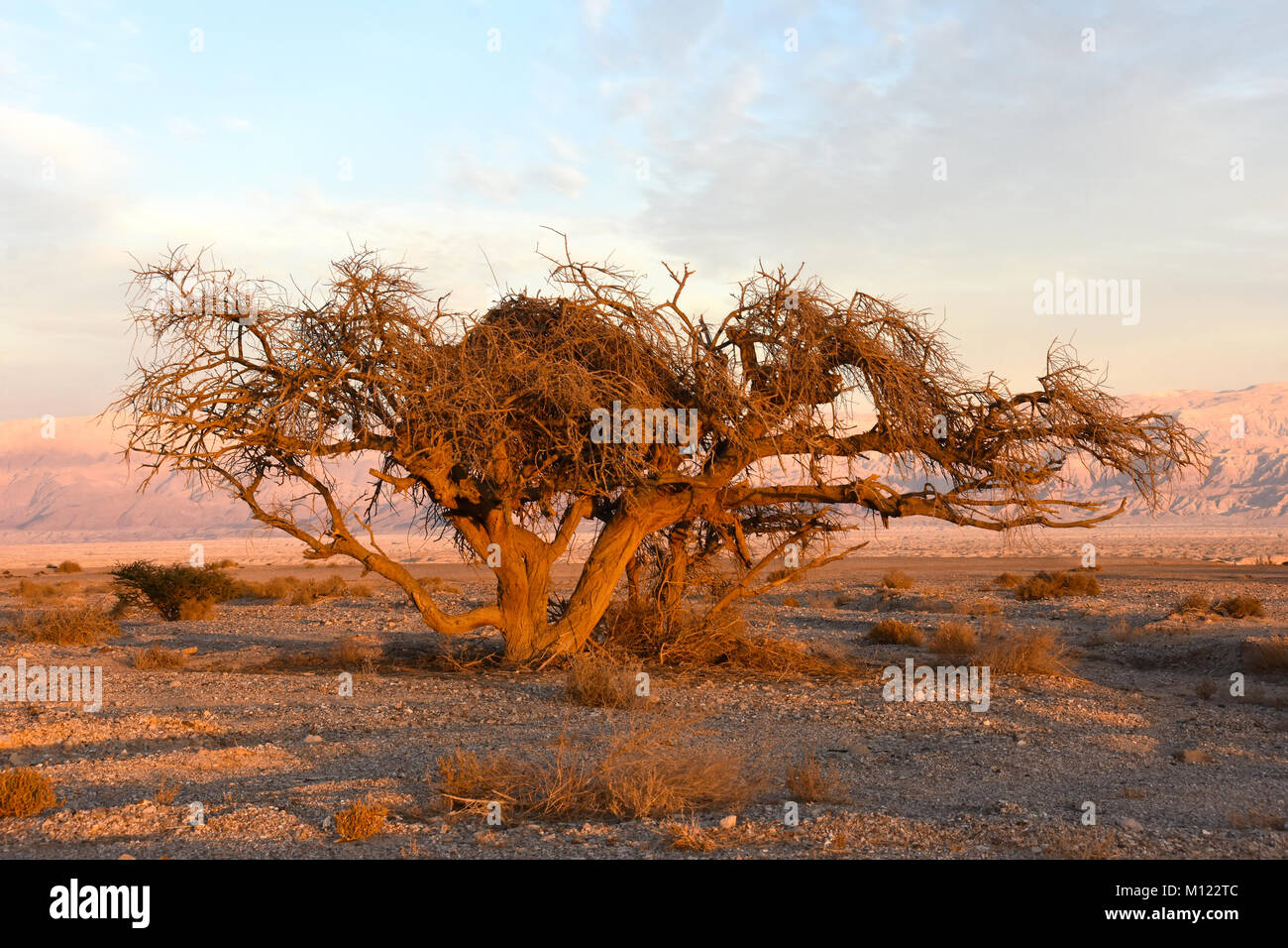 Acacia Agriculture High Resolution Stock Photography and Images - Alamy