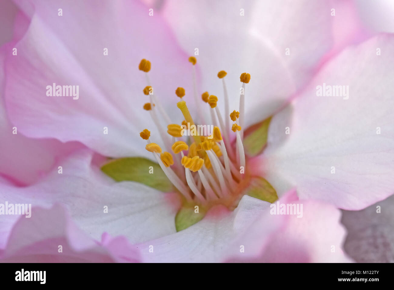 Almond bud hi-res stock photography and images - Alamy