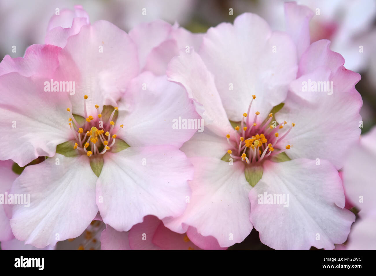 Pink flowering almond tree, Israel Stock Photo - Alamy
