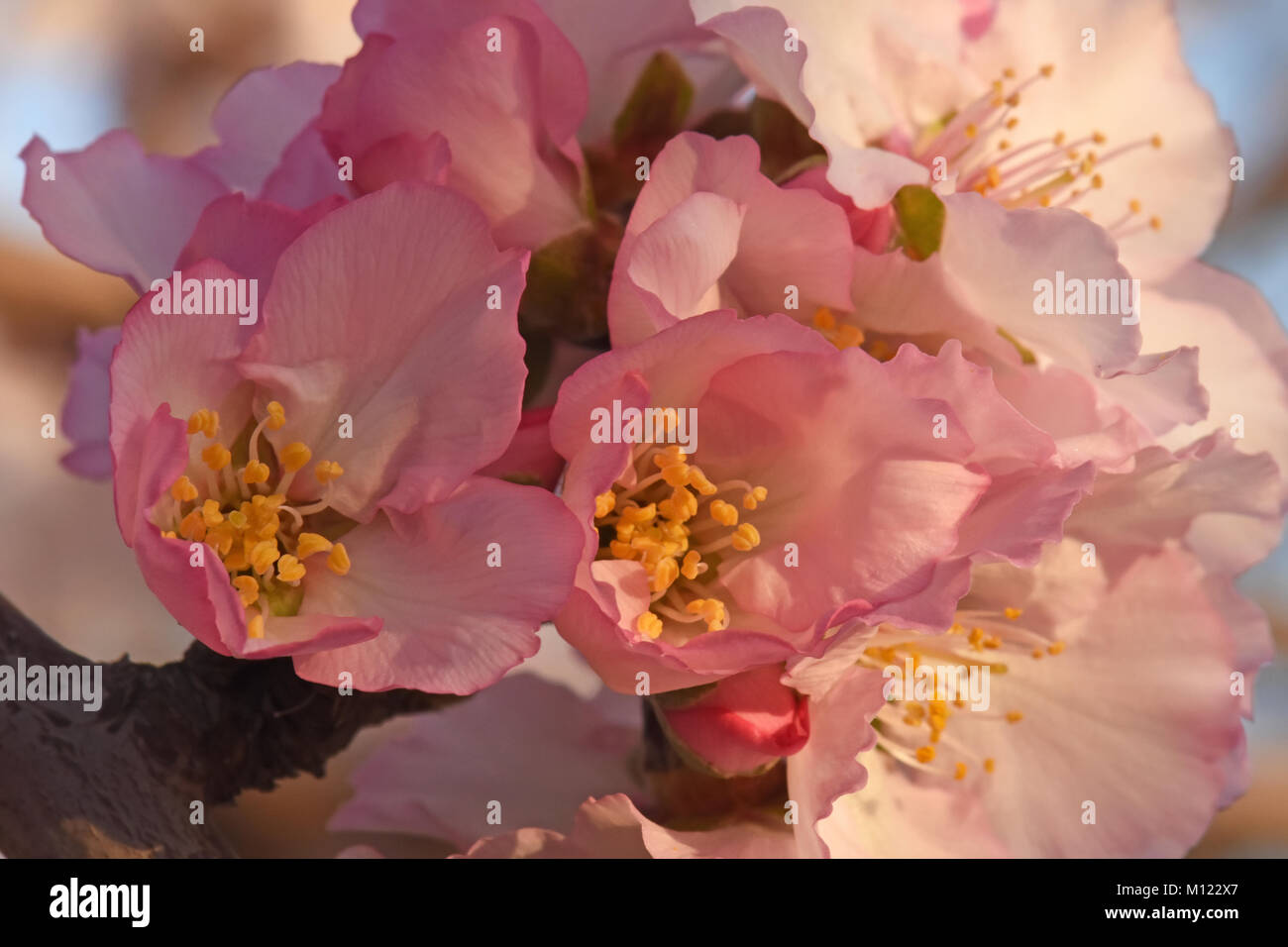 Pink flowering almond tree, Israel Stock Photo - Alamy
