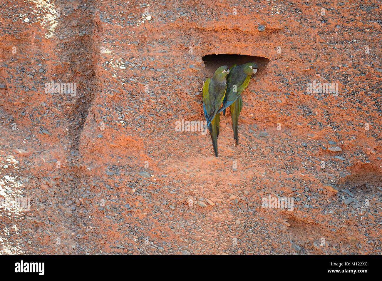 Cyanoliseus patagonus hi-res stock photography and images - Alamy