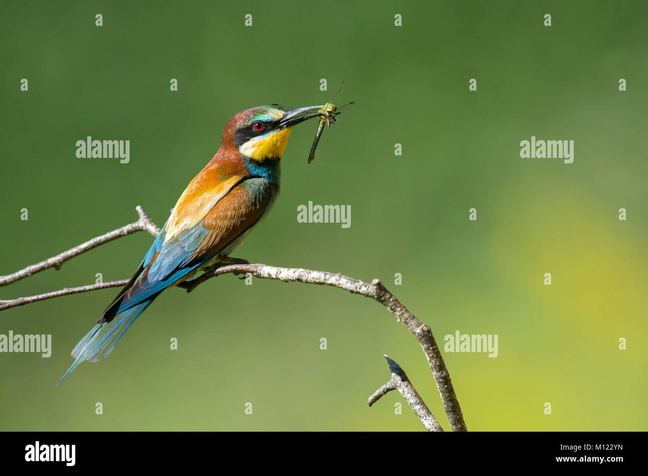 Bee-eater (Merops apiaster) with dragonfly as prey,sitting on branch ...