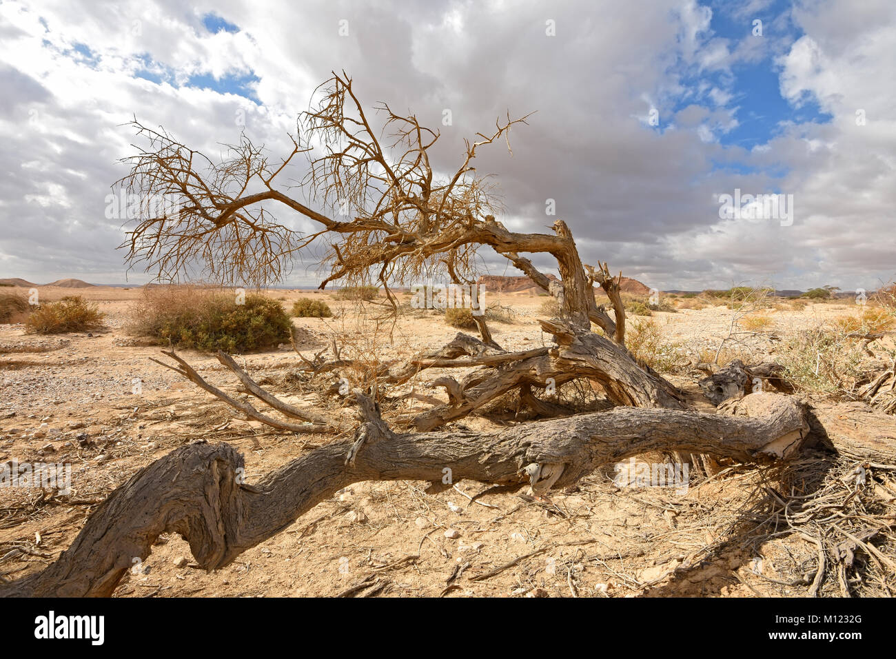 Acacia Agriculture High Resolution Stock Photography and Images - Alamy