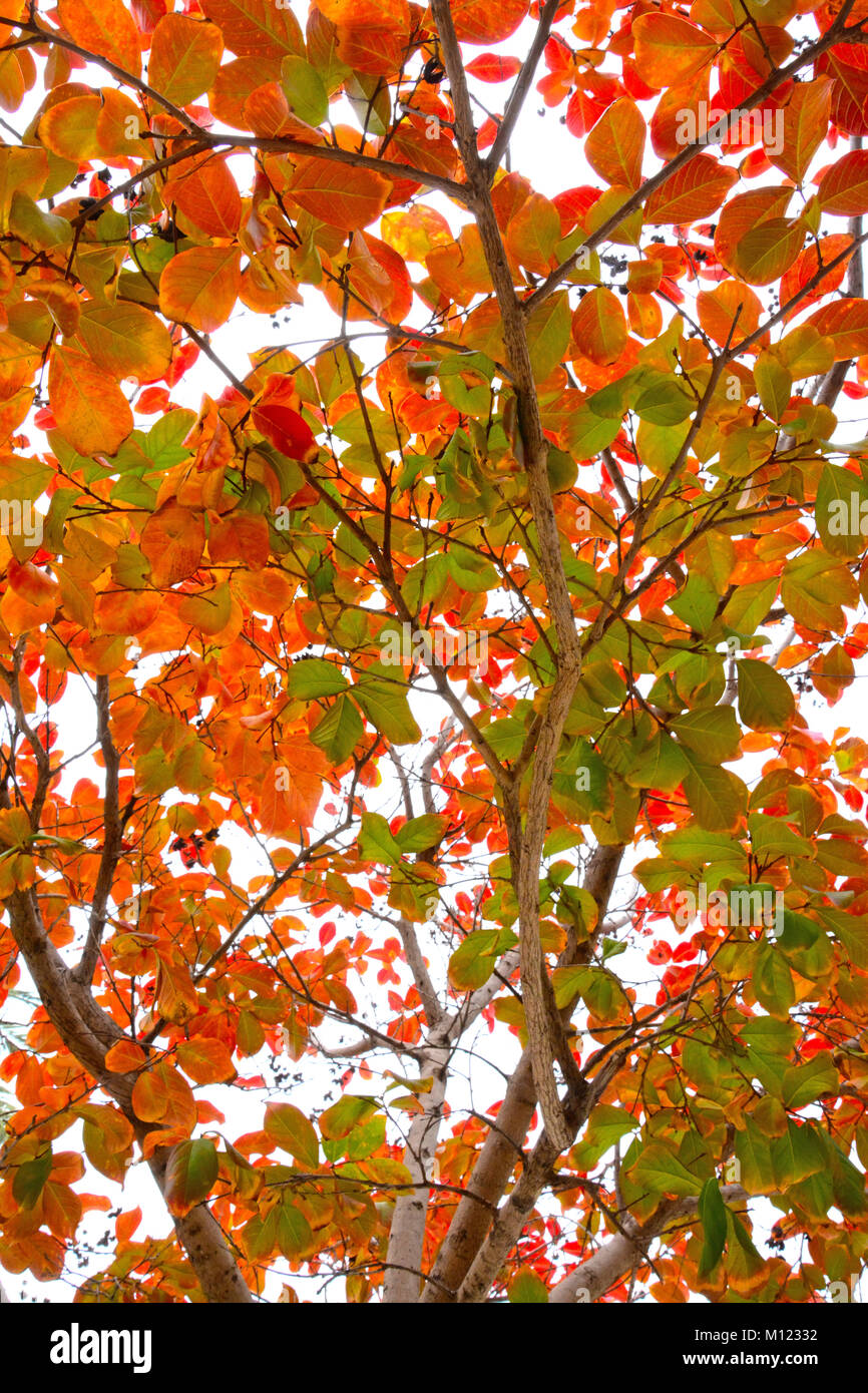 Fall tree top Stock Photo - Alamy