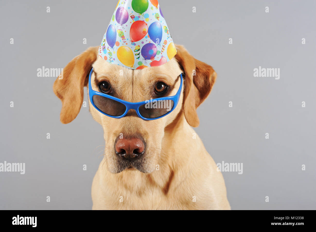 Black And Yellow Labs Wearing Sunglasses